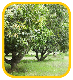 Holidaysfarm: Mango Farm Land In Tiruttani